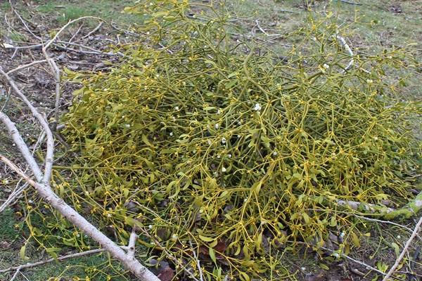 mistletoe – Beautiful Chaos