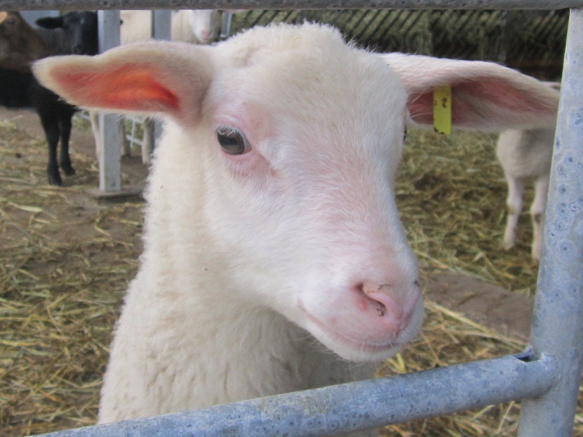 Visiting Sheep lambs / spring cleaning birds nests – Beautiful Chaos