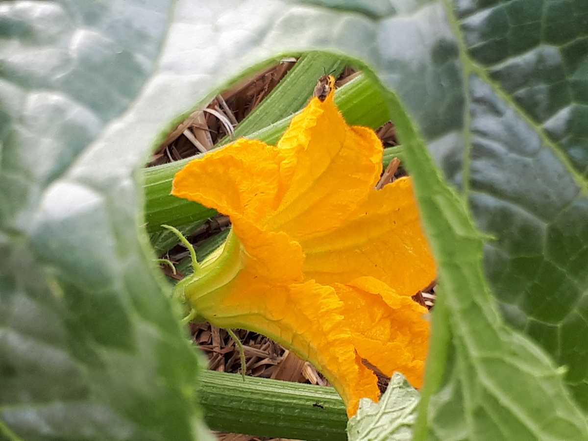 Our first zucchini flower of the season – Beautiful Chaos
