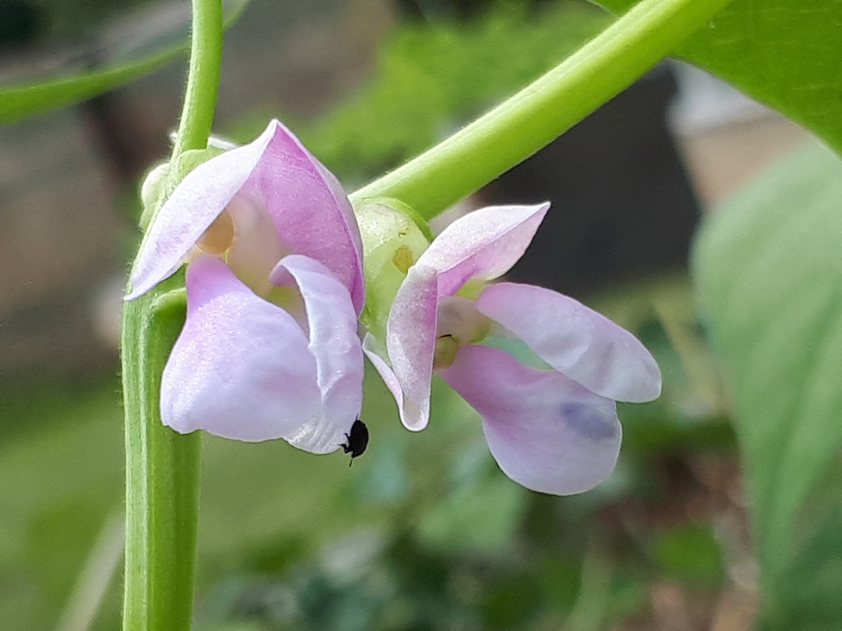 The green beans are blooming – Beautiful Chaos