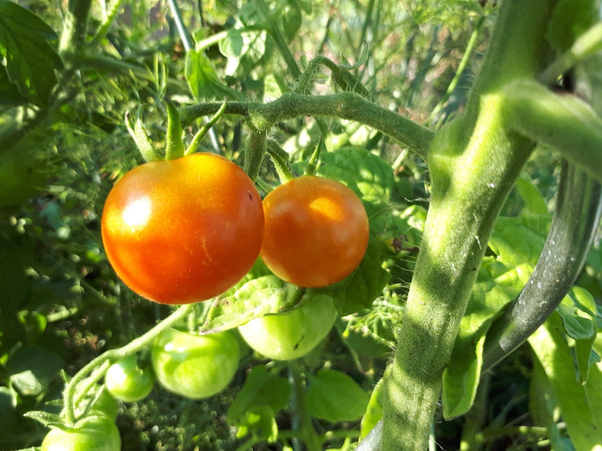 The first cocktail tomatoes are taking on color and more from the ...