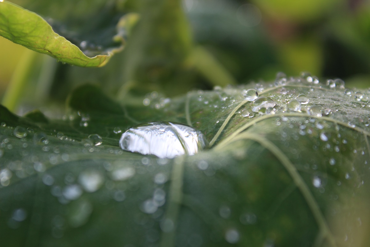 A water drub on a Nasturtium – Beautiful Chaos
