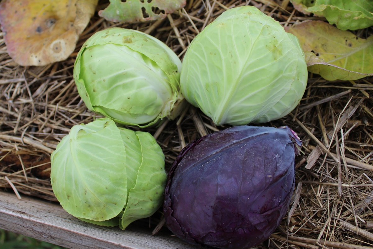 Harvesting and processing cabbages and carrots – Beautiful Chaos
