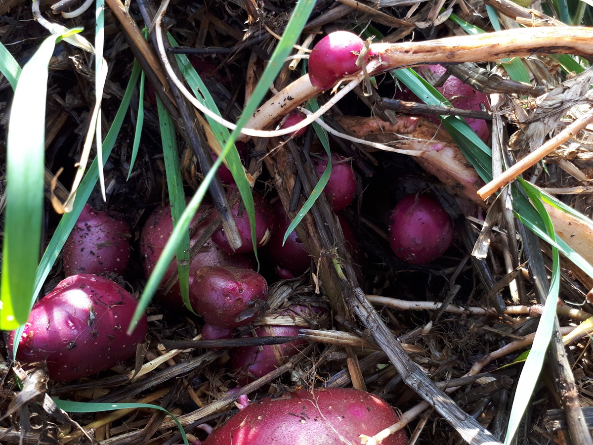 Potatoes from the neglected hill beds – Beautiful Chaos