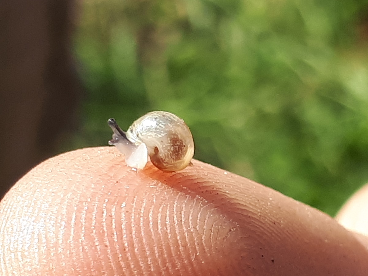 Small creatures from the summer garden #1: Baby snail – Beautiful Chaos