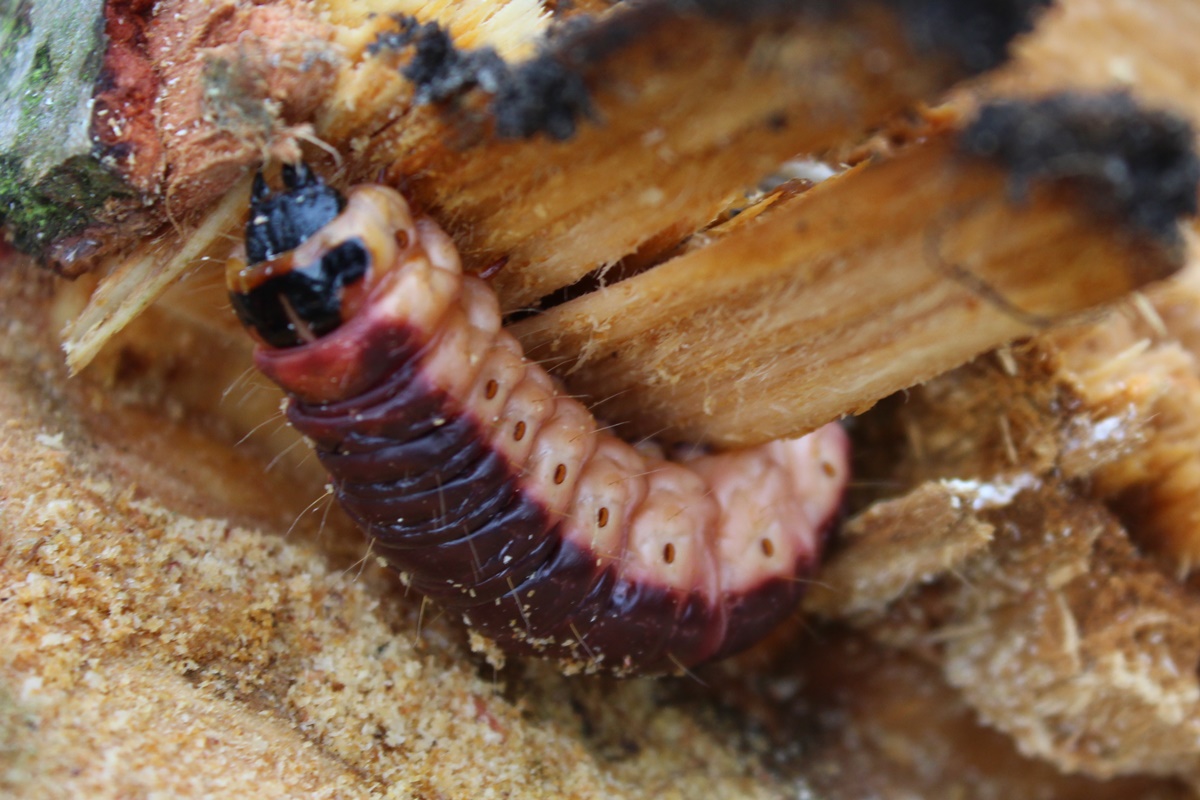 Extensive damage caused by Willow borer – Beautiful Chaos