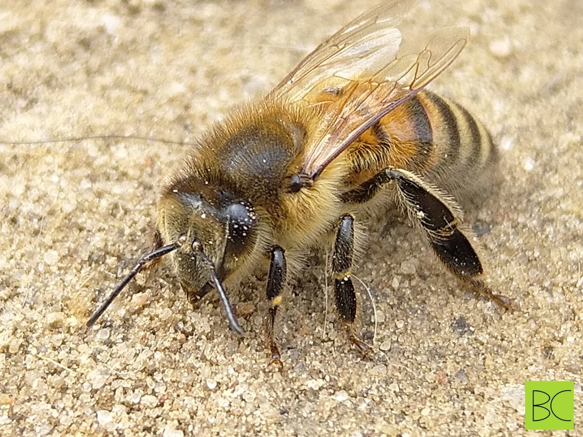 The first bee of the year – Beautiful Chaos