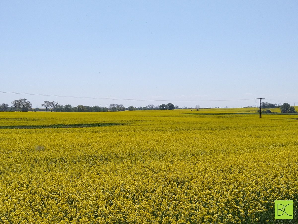 A canola field as far as you can see – Beautiful Chaos