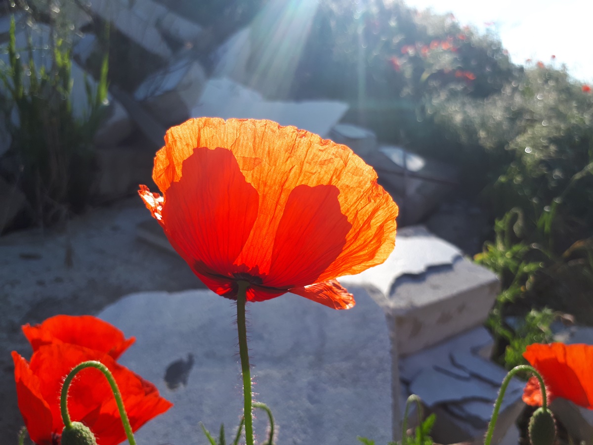 We have corn poppy’s growing every where – Beautiful Chaos
