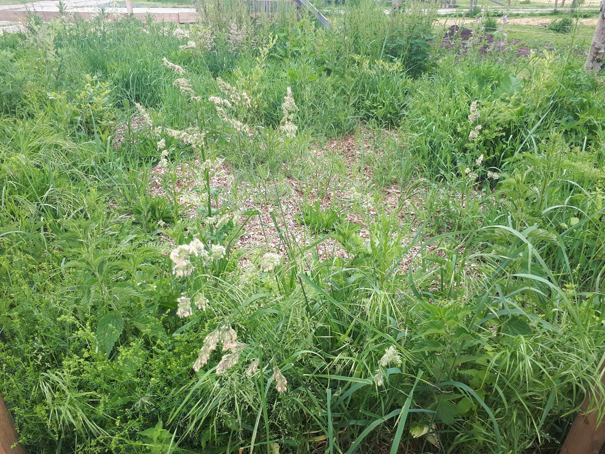 Where are the blueberries? – Beautiful Chaos